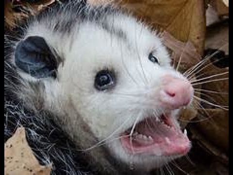 Top 5 Opossum Screaming - YouTube