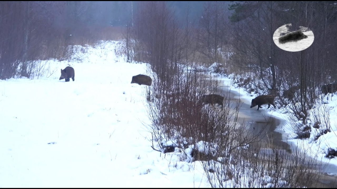 HUNTING WILD BOAR AND RED DEER IN LATVIA - YouTube