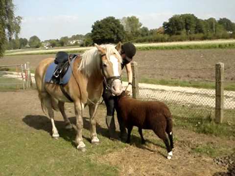 Hug your sheep - YouTube