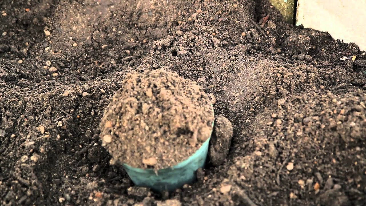 How To Build A Hill For Planting Squash Planting Garlic Gardening how-to-build-a-hill-for-planting-squash-planting-garlic-gardening