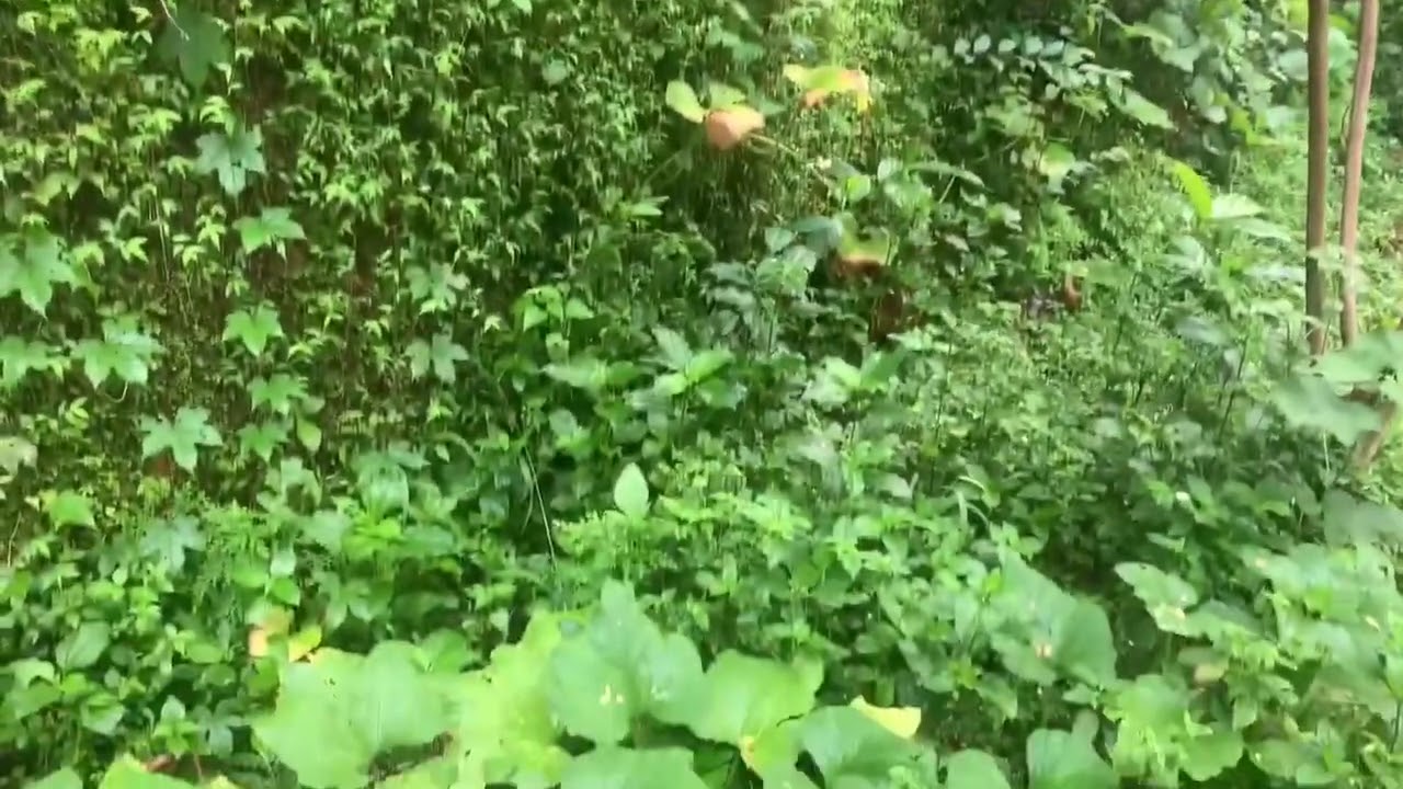 Mathan Ela Thoran | Fried Pumpkin Leaves | I Create | Organic Recipe ...