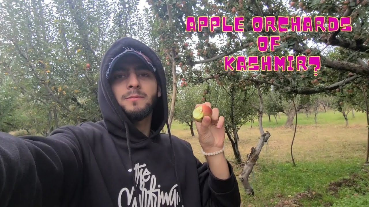 Exploring my Apple Orchards in Kashmir? - YouTube