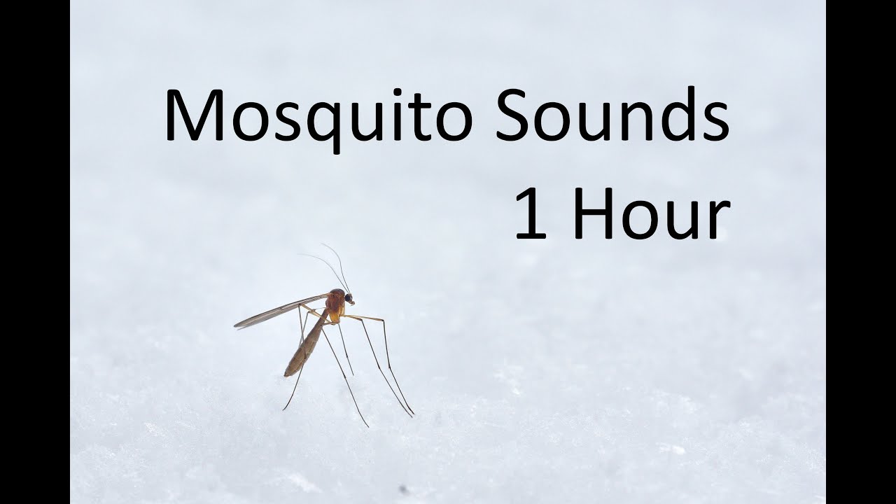 Mosquito Sound - 1 Hour (Ambient, White-noise, Anti-Study, Anti-Focus ...