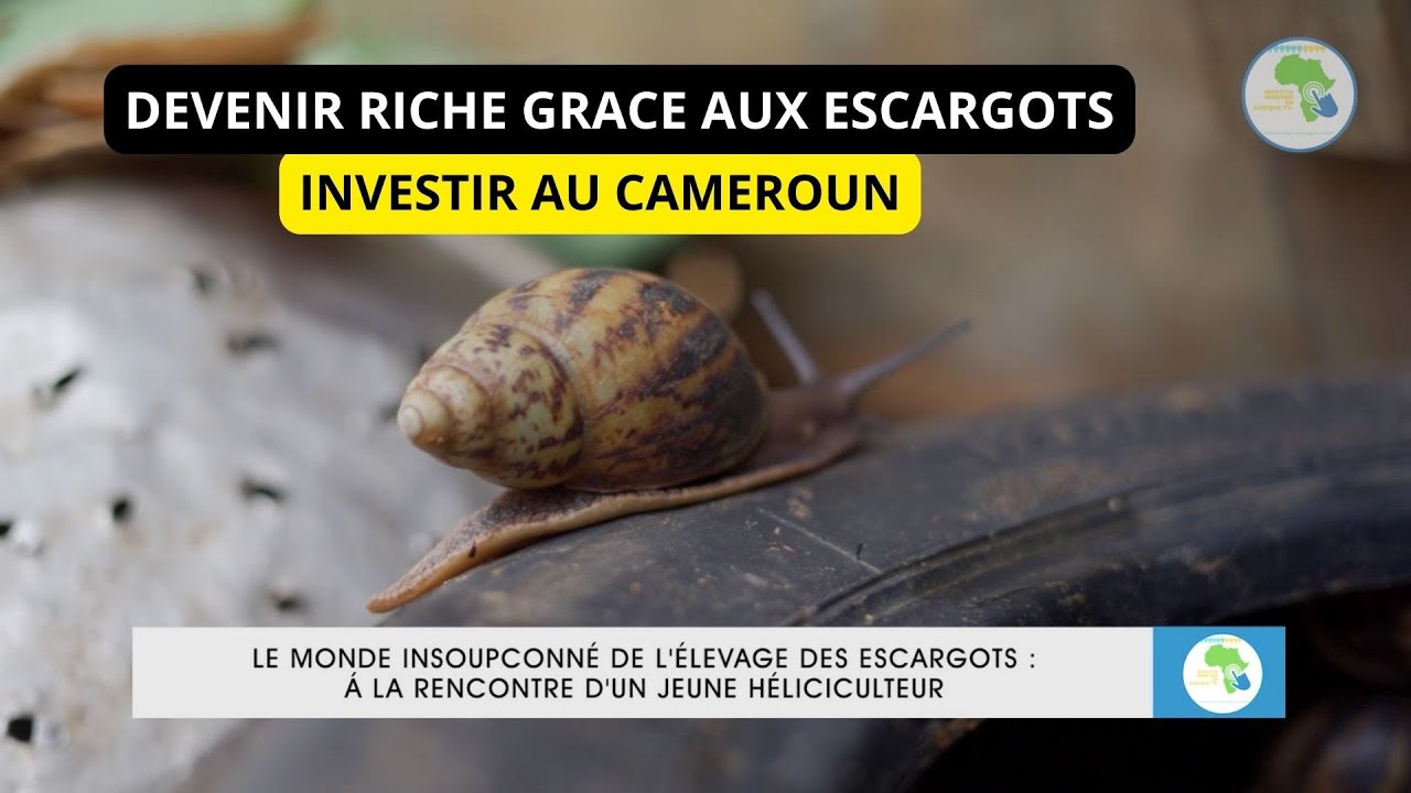Reportage Cameroun, le business de l'élevage des escargots - YouTube