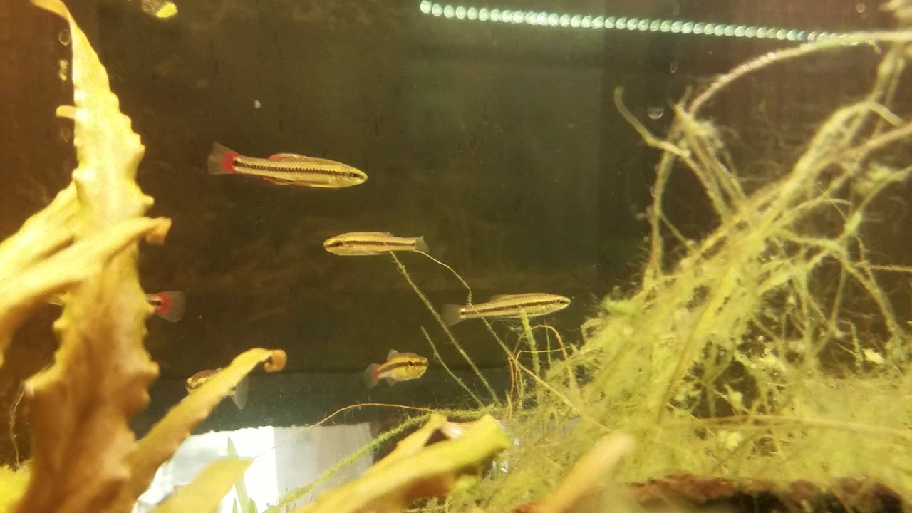 Lucania goodei red finned, collected in Tampa, fl. - YouTube