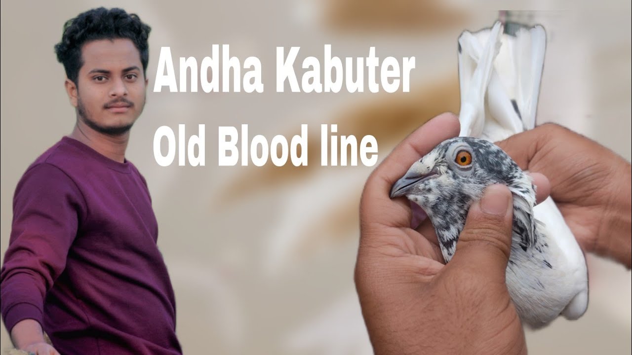 Flying Kabuter Andha kabuter old blood line mundi sada or baby kabuter ...