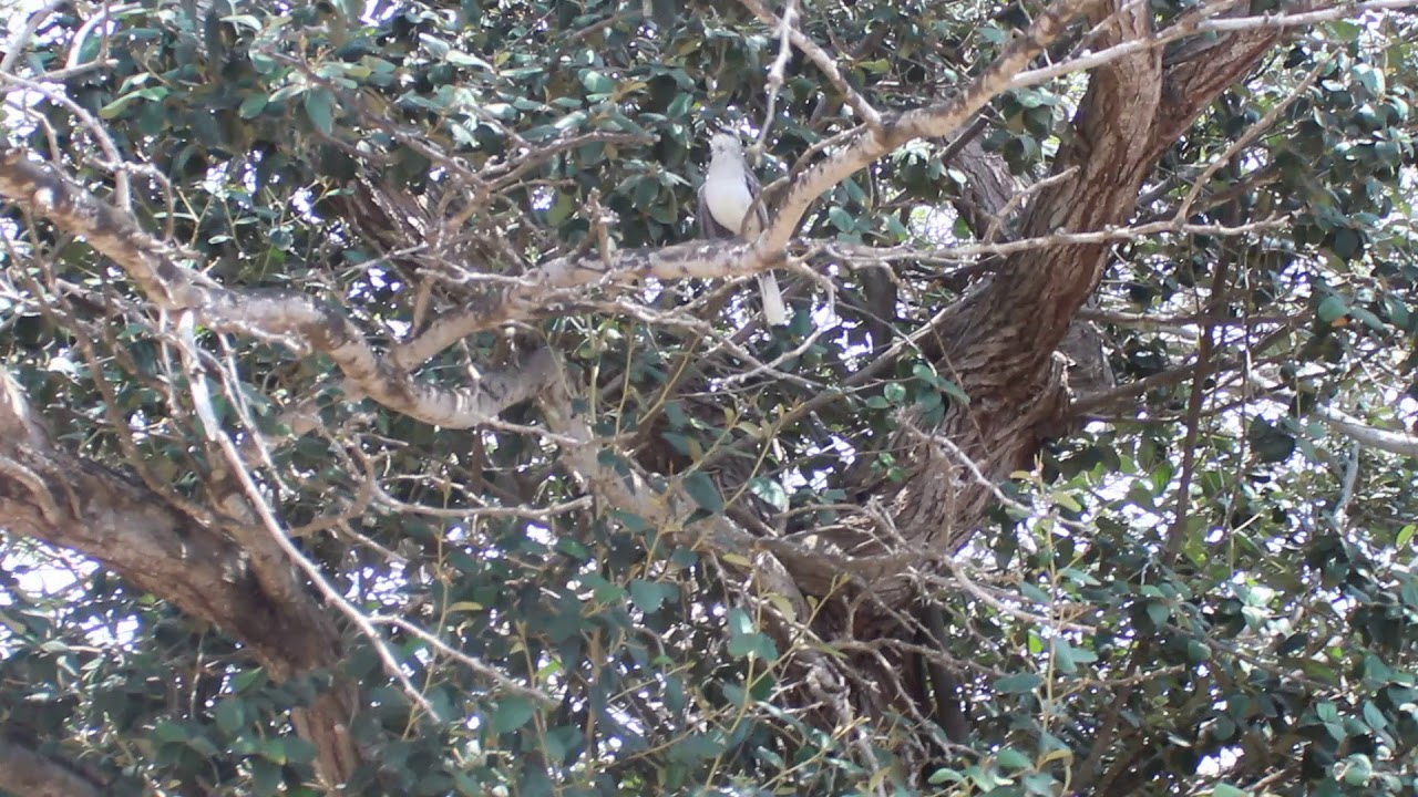 Singing Aruban Bird - YouTube