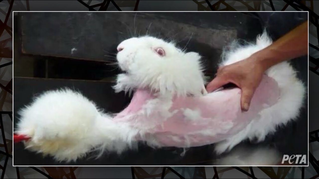 Proč je vlna krutá? / Why wool is so cruel? - YouTube