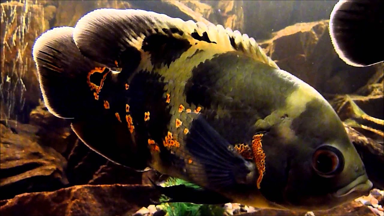 Astronotus ocellatus - akvárium - YouTube
