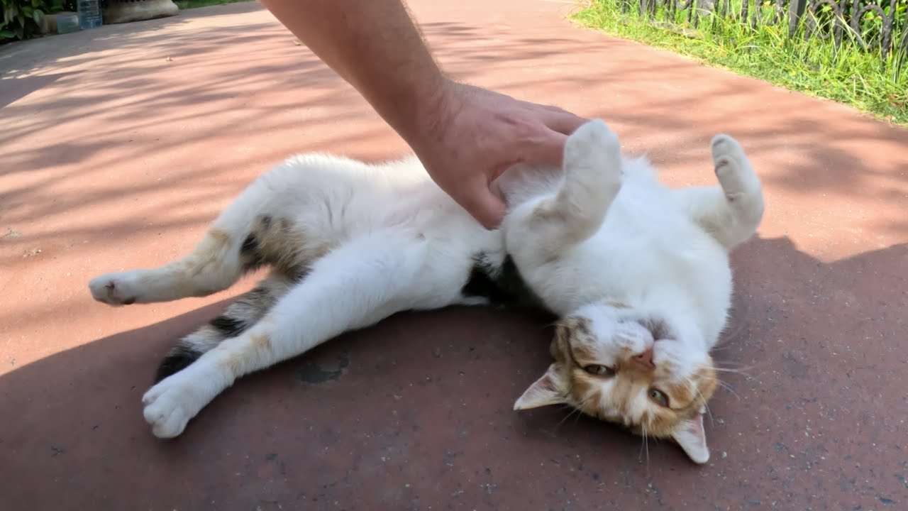 Stray cat got extremely happy after getting belly rubs - YouTube