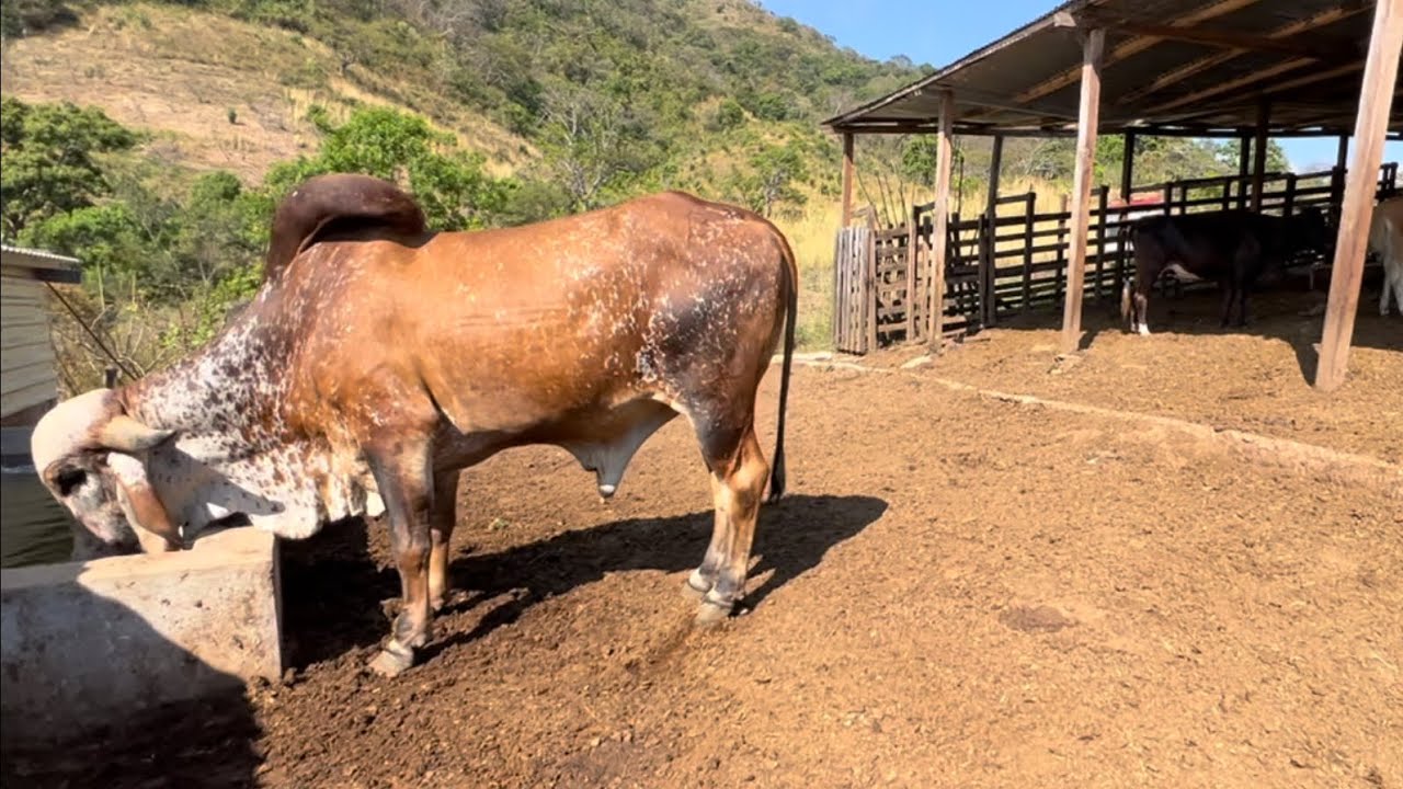 Toro Gyr lechero puro de nuestro amigo William - YouTube