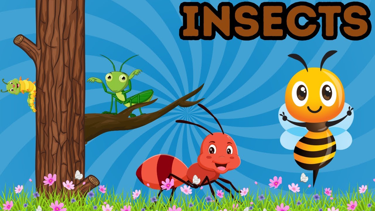 Insects For Kids