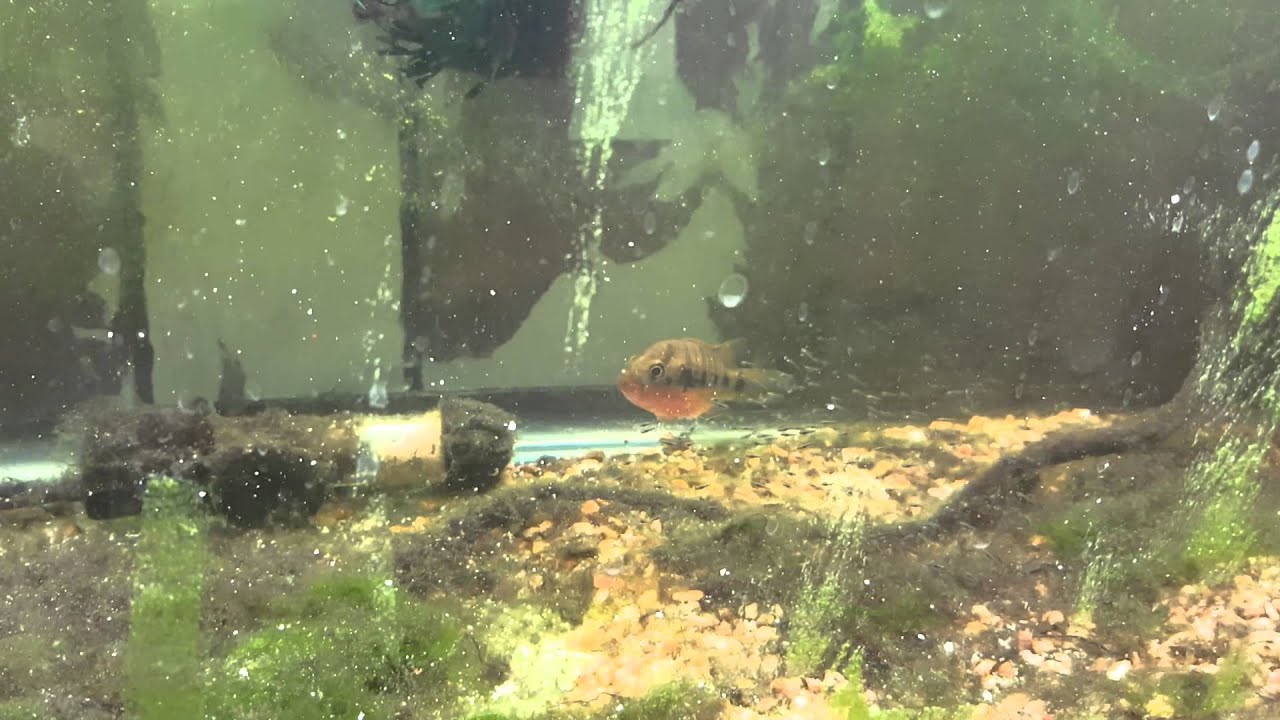 5 spot Jewel spawn - YouTube