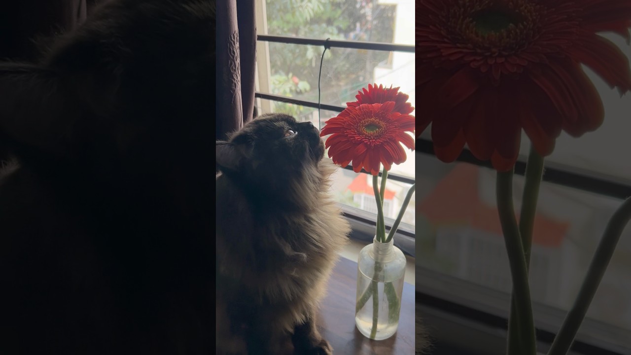 Cute cat and kitten #car #cat #kitten #love #hyderabad #tataharier # ...