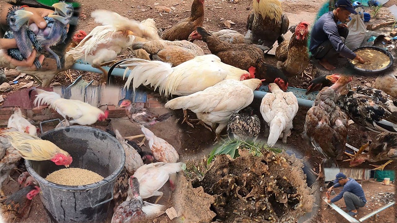 The Best Feed for My Chickens Fast Grow, Making best Feed For Chickens ...