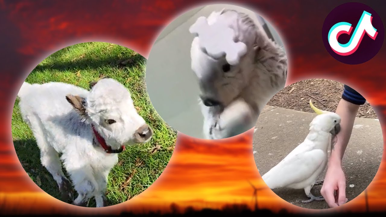 Cute & Cozy Creatures TikTok Compilation - YouTube