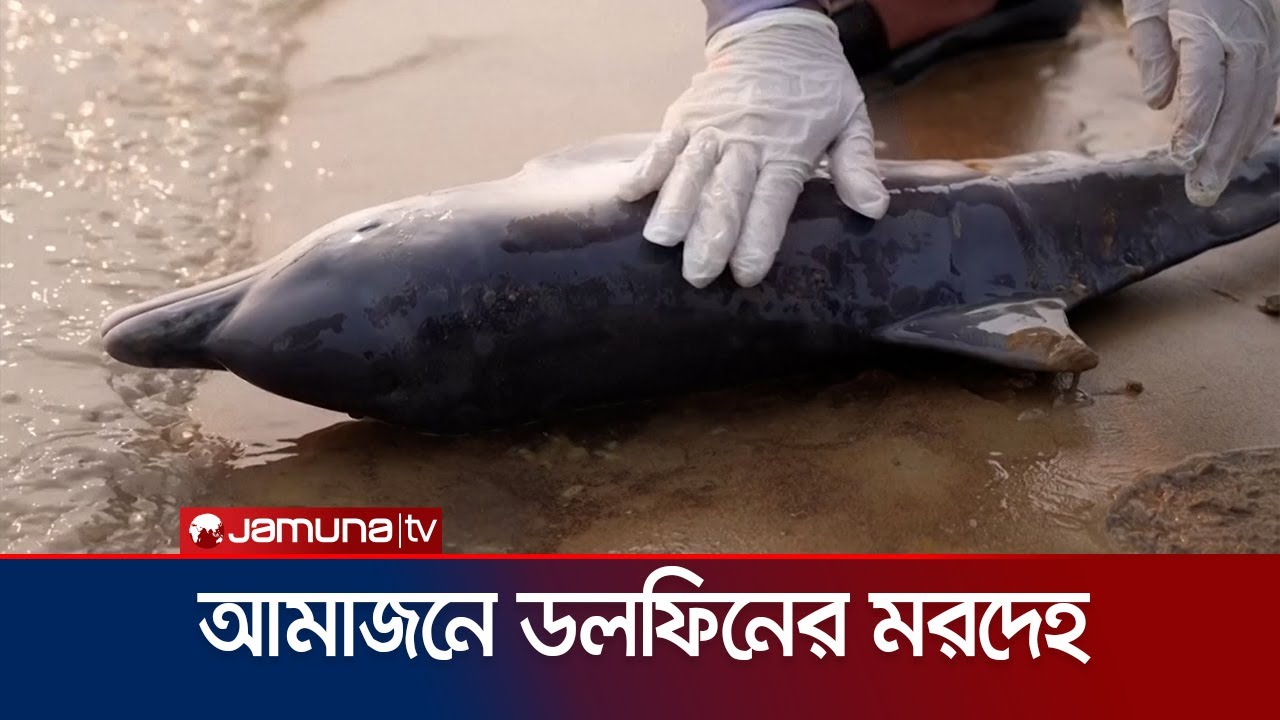 ব্রাজিলের আমাজন হ্রদে আবারও মিললো মৃত ডলফিন | Dolphin Death | Jamuna TV ...