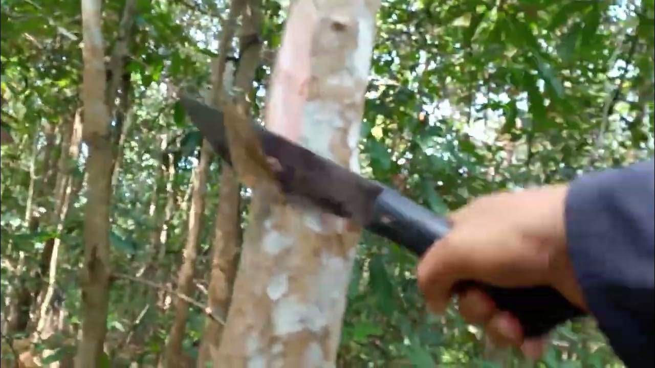 mus saib teb cog ntoo yas os - YouTube