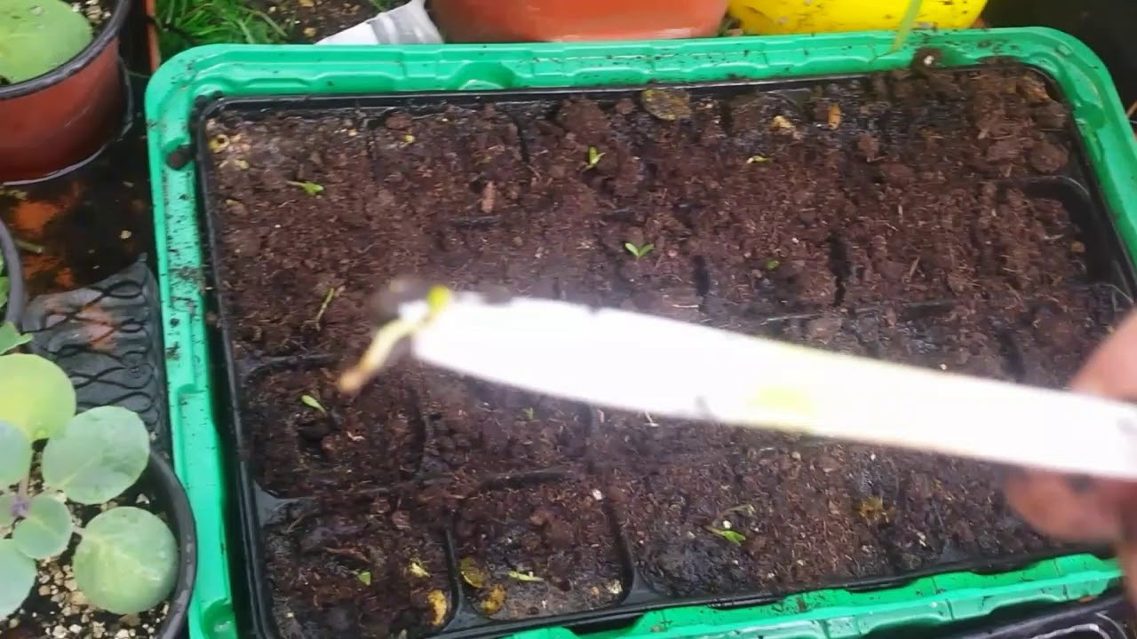 Kif tkabbar l-qronfol tork minn żerriegħa (sowing tagates from seed ...