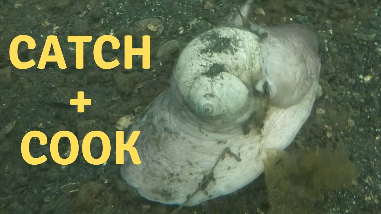 MOON SNAIL - CATCH and COOK on Vancouver Island (FREEDIVING) - YouTube