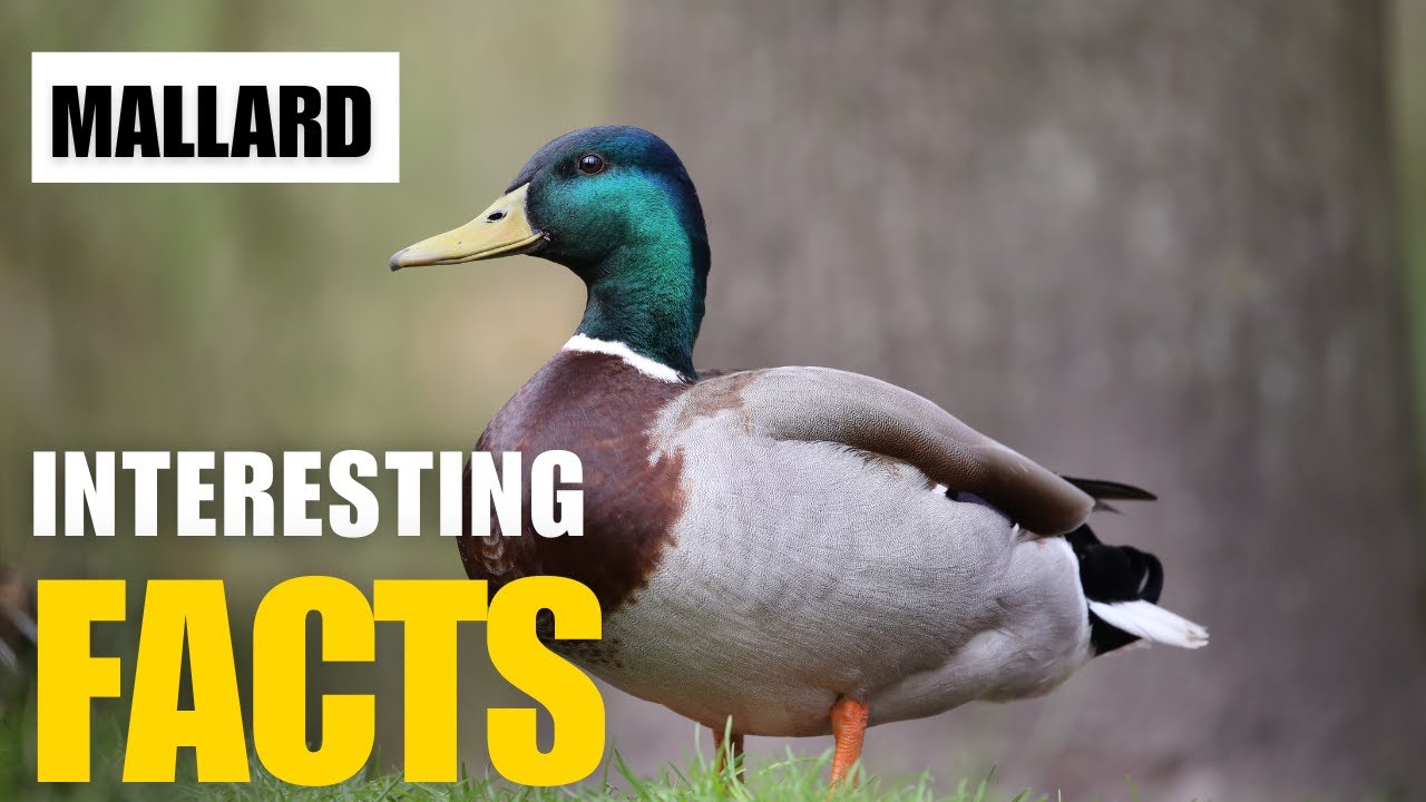 Exploring the Fascinating World of Mallard | Interesting Facts | The ...