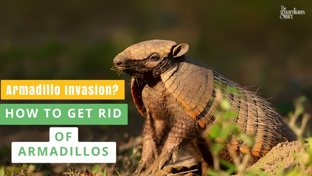 Armadillo Invasion? How to Get Rid of Armadillos Effectively - YouTube
