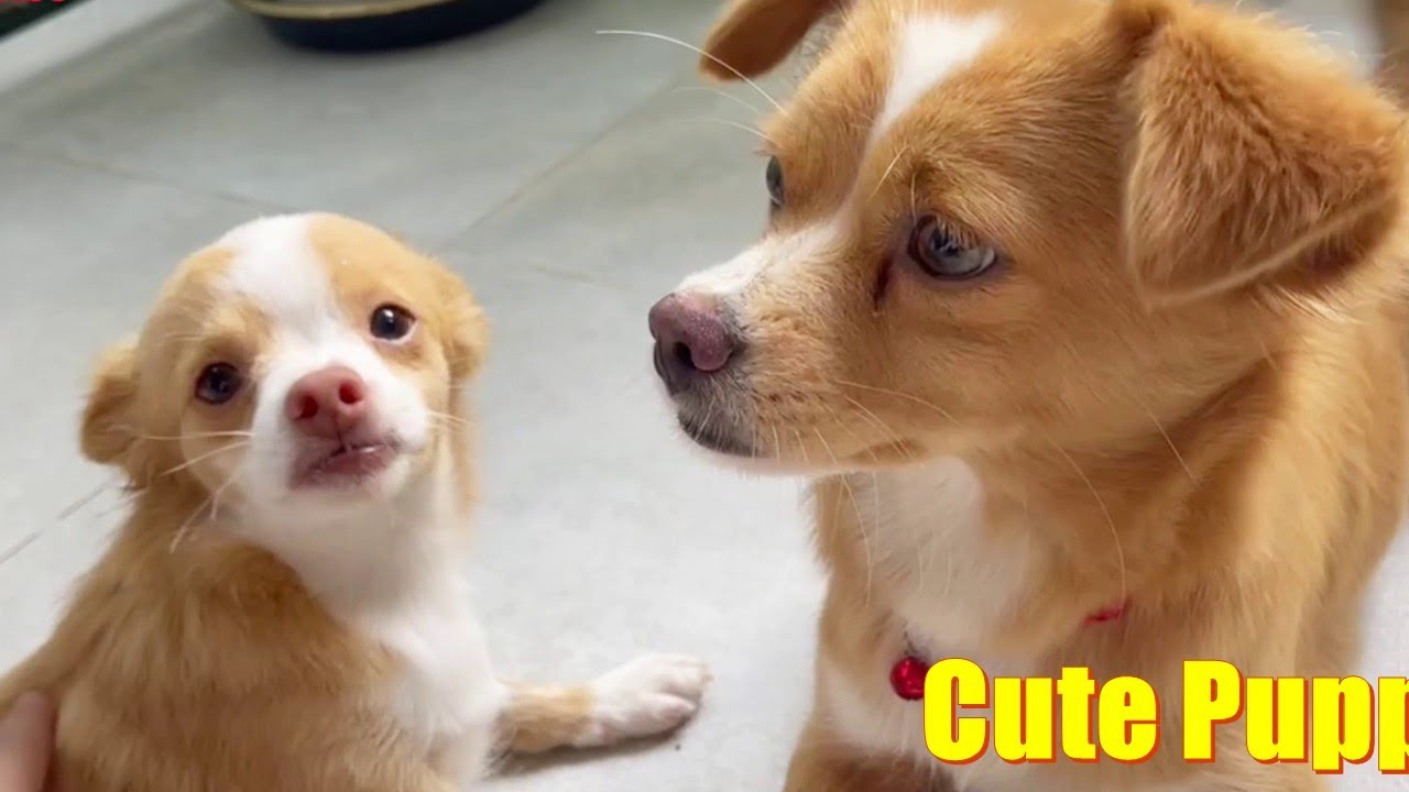 Cute puppy video compilation #dogs relaxing time # dogs #puppies - YouTube