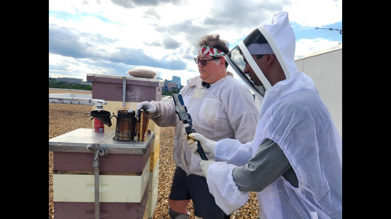 Explore beekeeping in DC on the roof of the Kennedy Center - YouTube