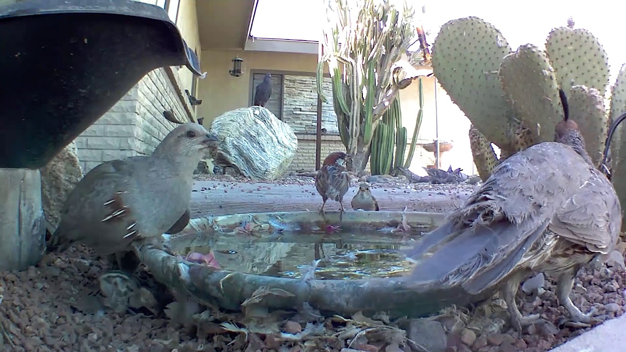Quail and Finches at the Water Hole - YouTube