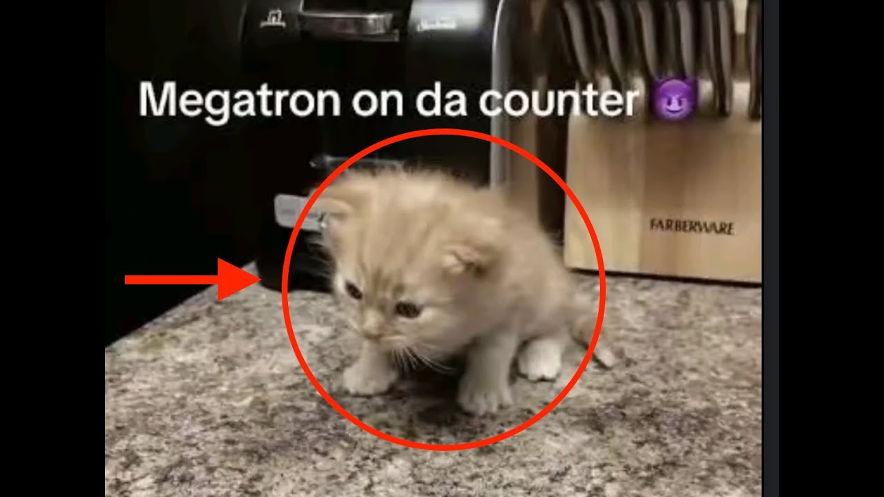 Megatron On Da Counter 😈 2 - NEW Tiktoks - YouTube