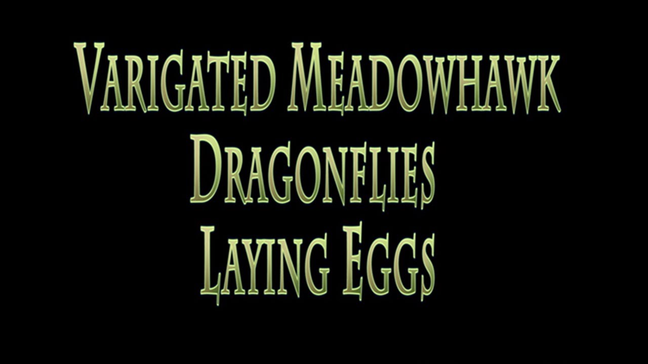 Dragonflies At Streeter Texas - YouTube
