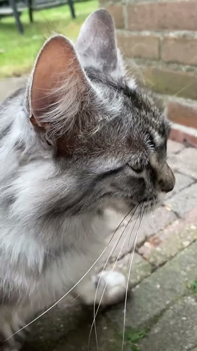 Eevee is very happy! #eevee #mainecoon #kitten #cat #cute #meow #beautiful - YouTube