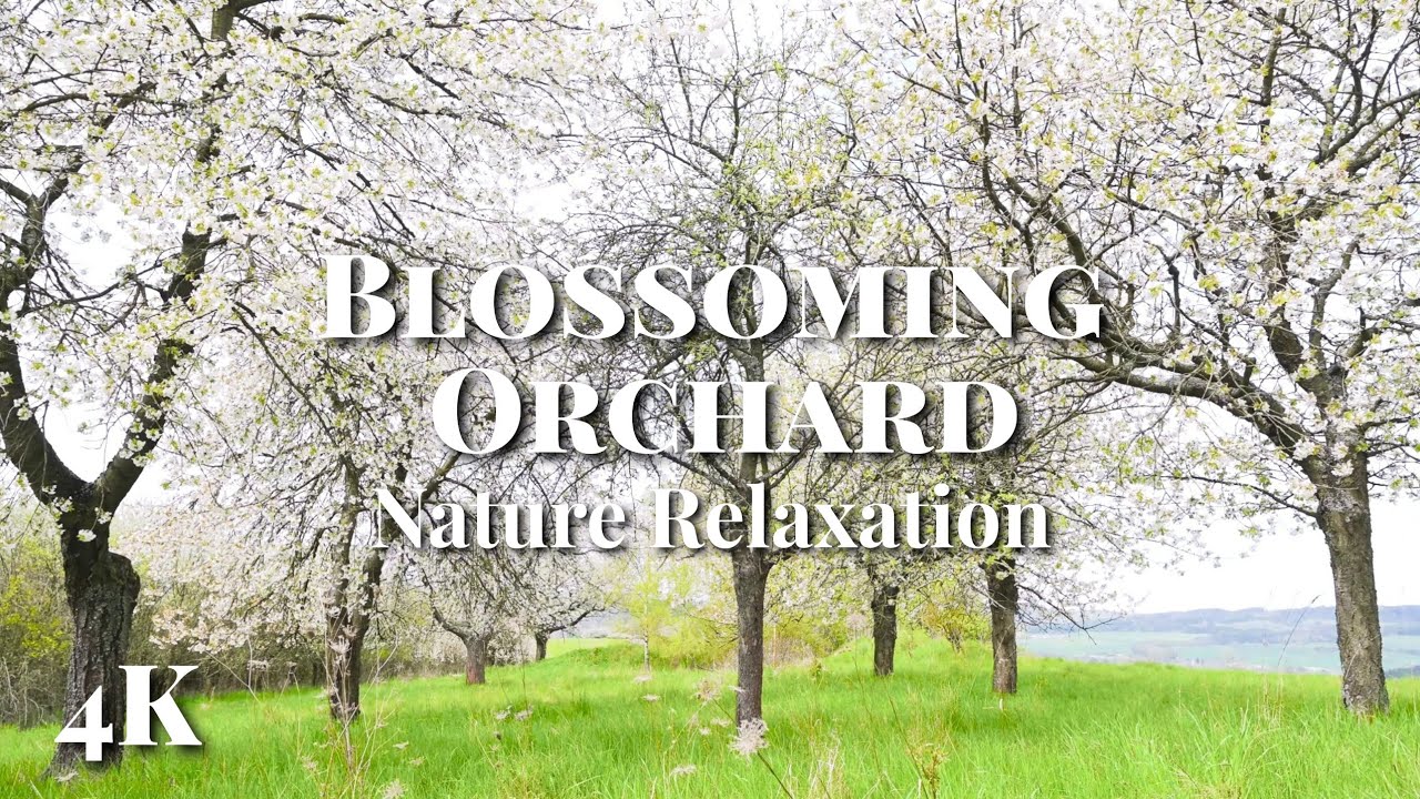 Calm Spring Day in Blossoming Orchard [4K, Birdsongs] - YouTube