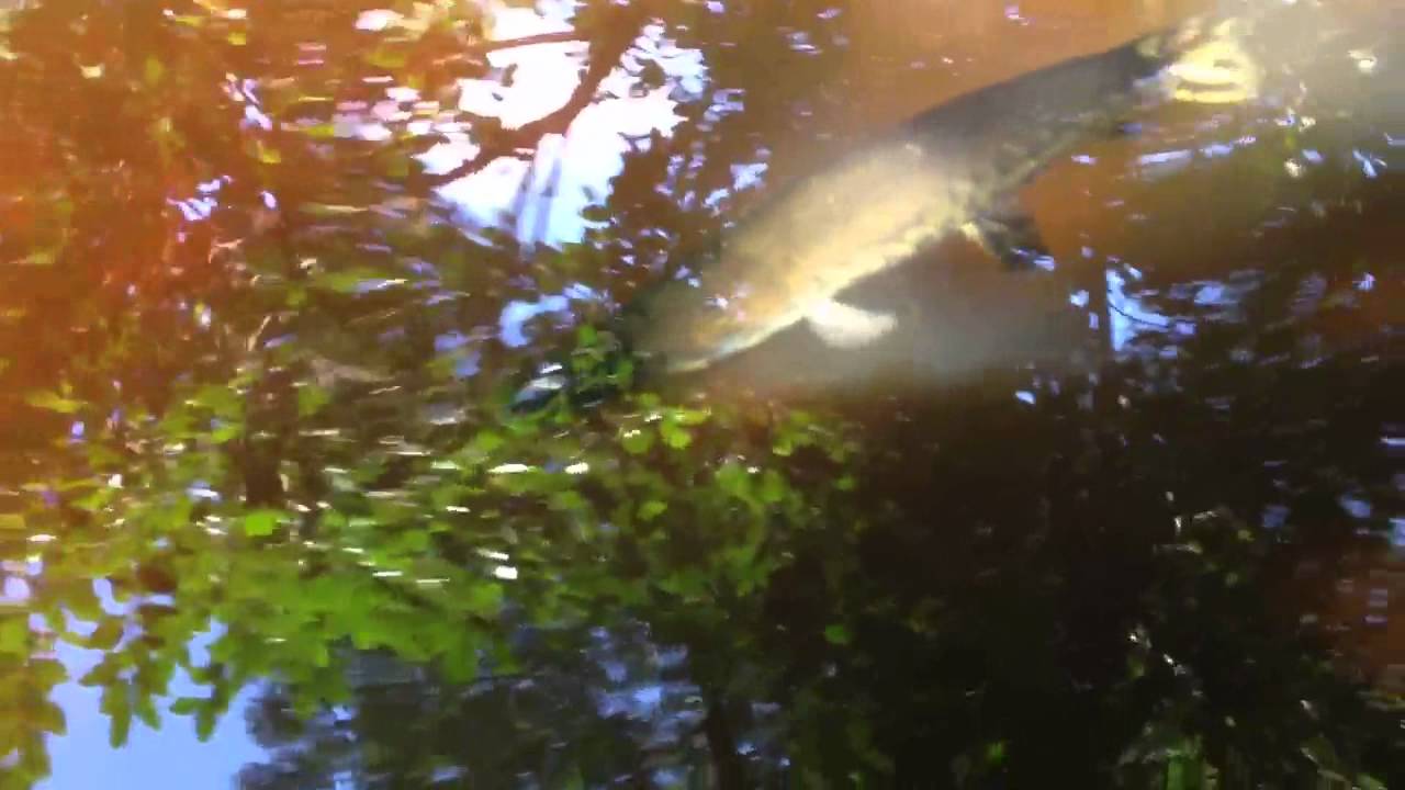Alligator Gar In My Pond - YouTube