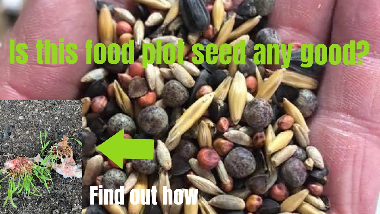 Test your food plot seed. - YouTube