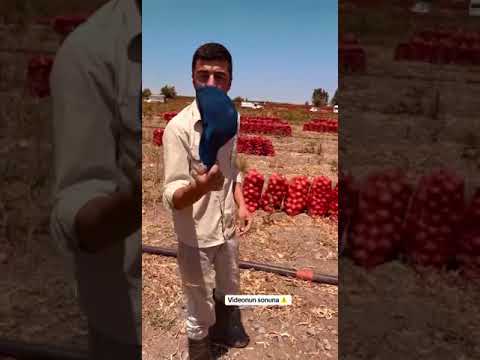 Amasya’da soğanlarını satamayan çiftçi isyan etti:“Soğanımızı söktük tarlada, satamıyoruz.