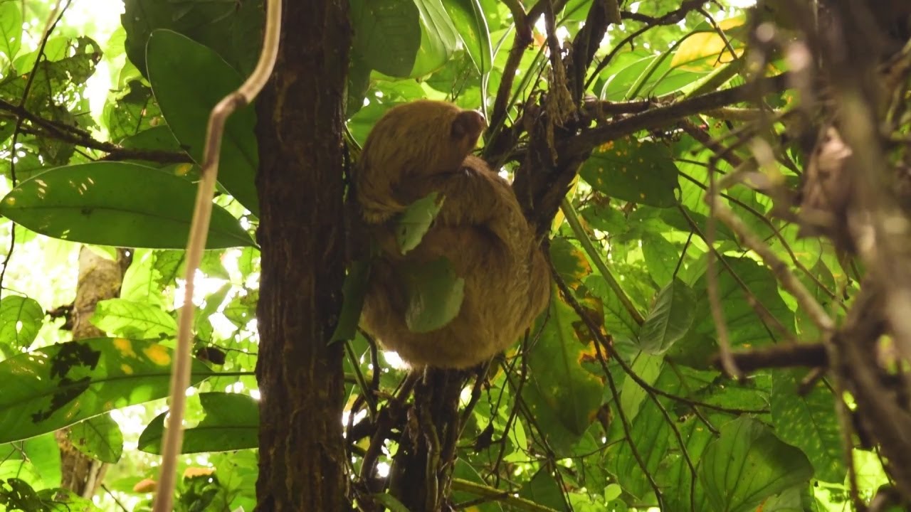Rainforest Animals of Tambopata National Reserve, Peru - YouTube