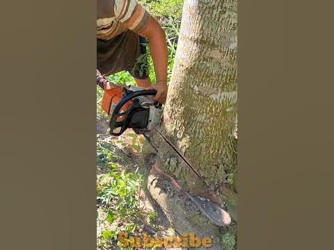 Fall Bounce, logging of bayur trees, Stihl ms440 - YouTube
