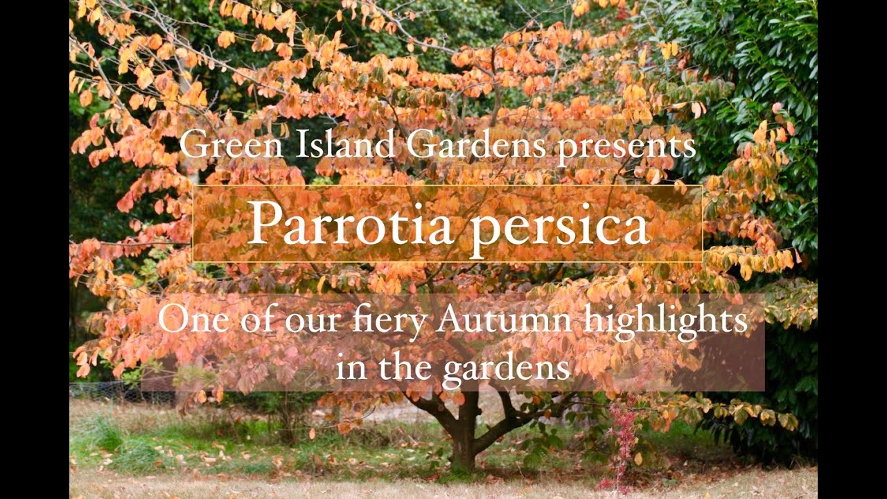 Parrotia persica (Persian ironwood)- All you need to know about this Autumn beauty - YouTube