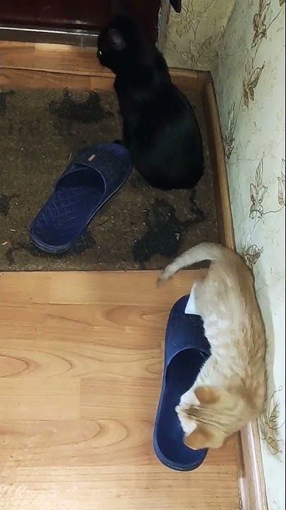 Кто Ушлепок?😸😸😸😹🐈‍⬛🐈🙀юмор - YouTube