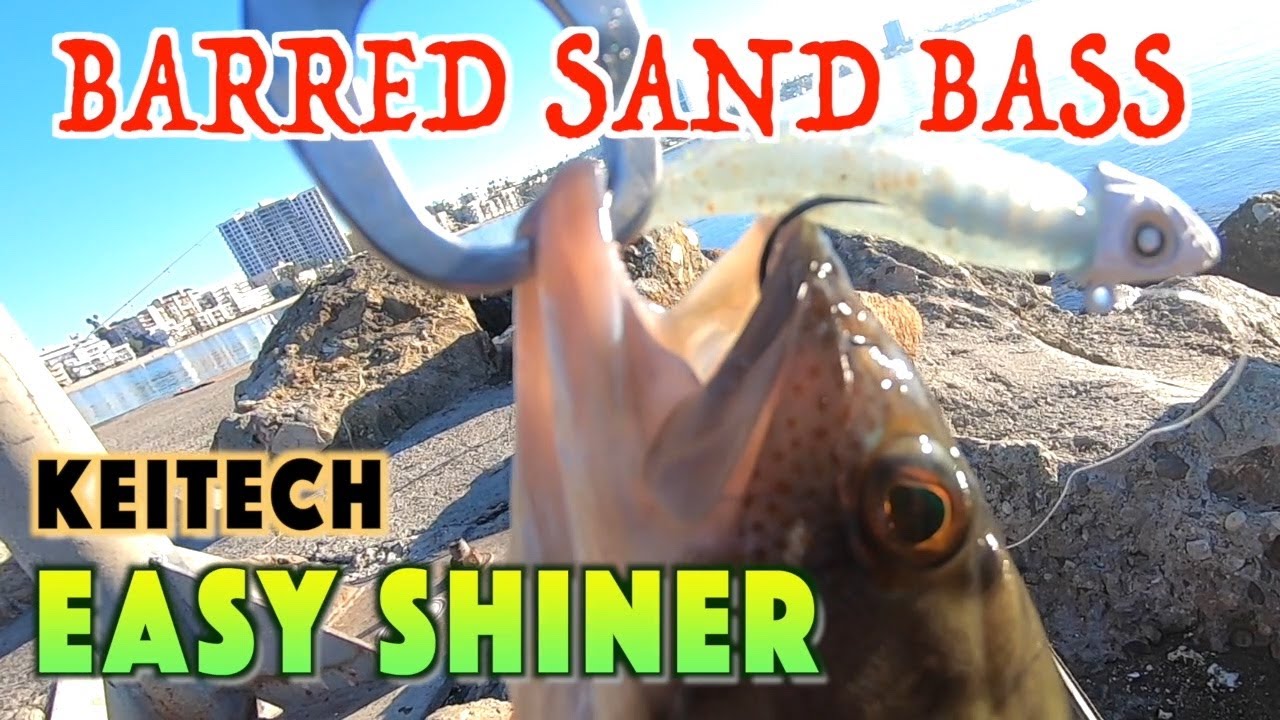 Barred Sand Bass. Shore fishing in Southern California. - YouTube