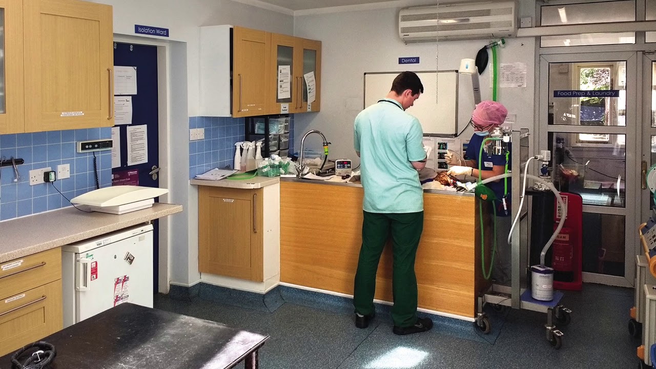 Practice Profile: Medivet Hendon - YouTube