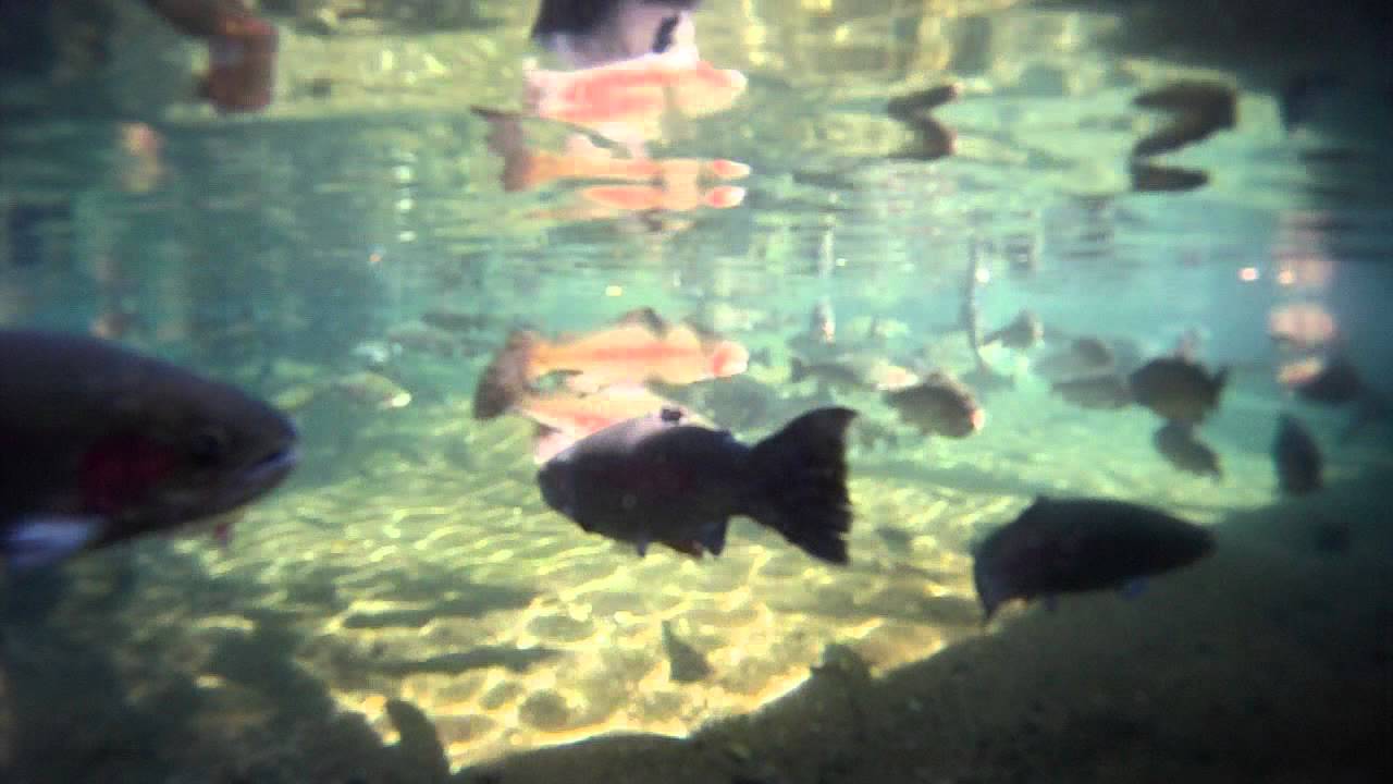 Fish attacks camera- Bonneville Dam -Oregon - YouTube