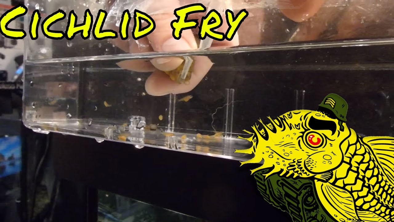 MOUTH BROODING Cichlids - A Quick Release Method for Fry Rearing and ...