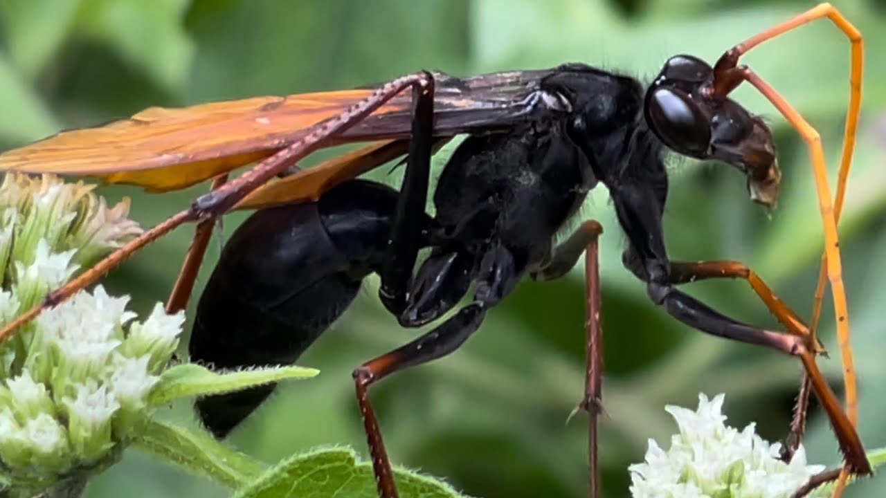 Insects, bees, beetles, grasshoppers in the primeval forest. - YouTube