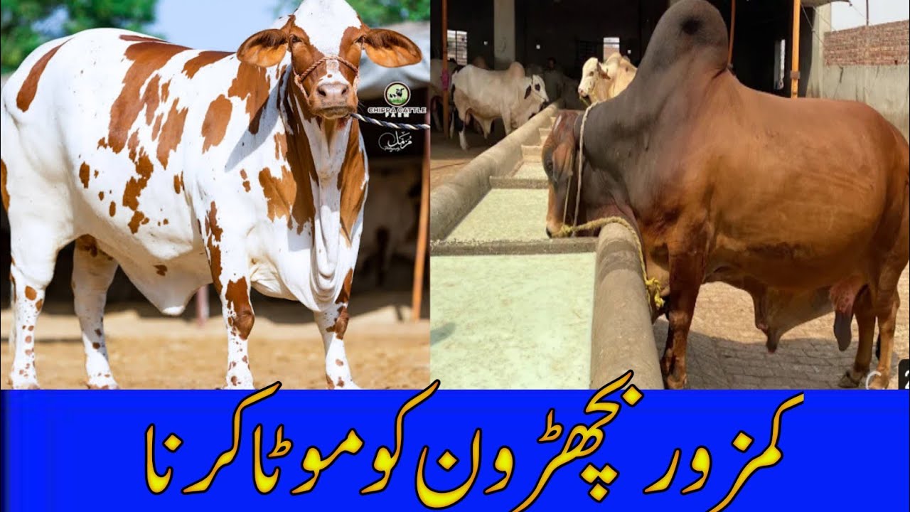 natural wanda miljing fattening wabda #natural wanda cattle wanda ...