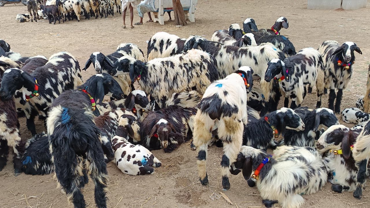 macharla sheep market | macharla sheeps | 18-05-2024 - YouTube