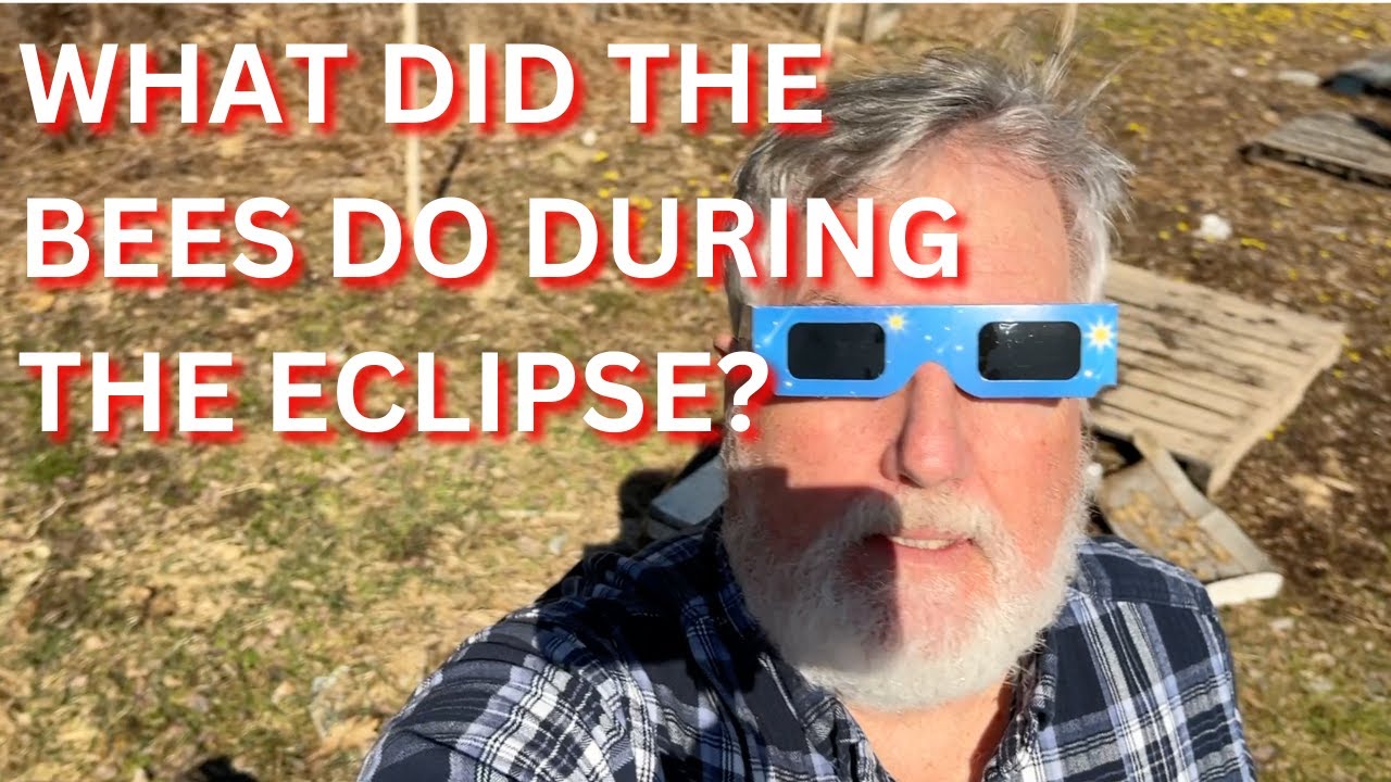 What did the bees do during the Eclipse? - YouTube