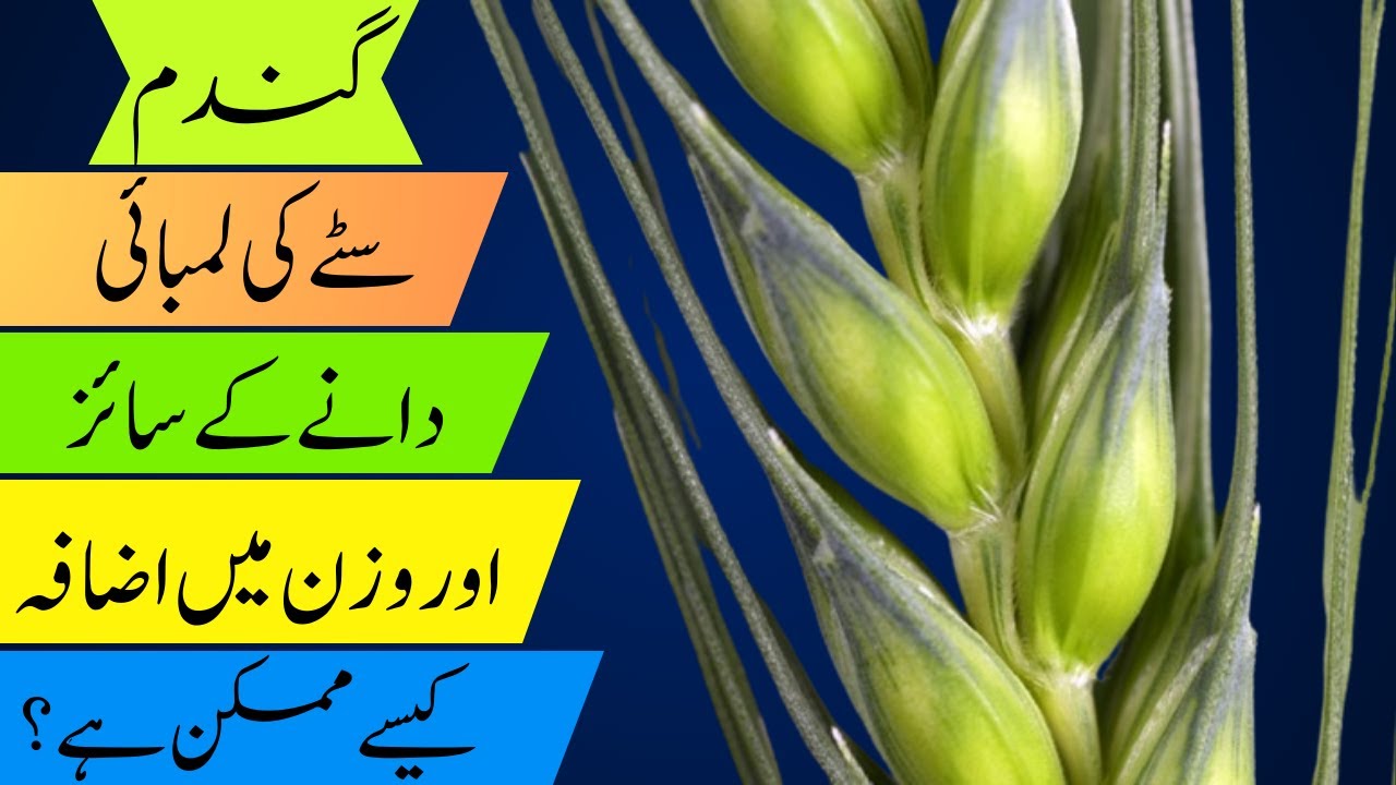 How to increase Wheat Production by Fertilizer management at booting ...