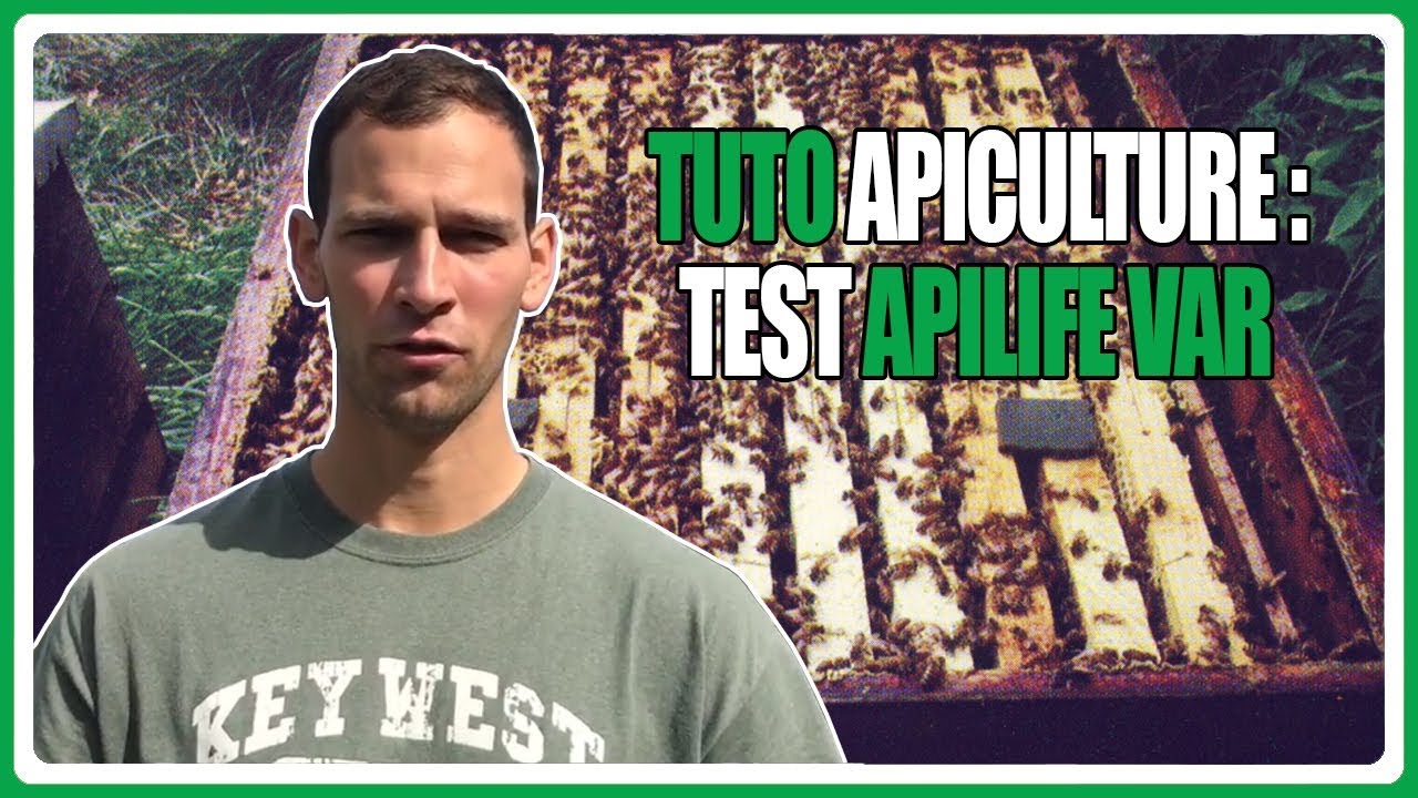 Tuto apiculture : Test apilife var - YouTube